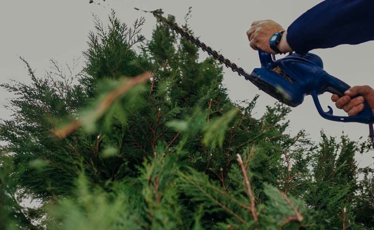How To Trim A Pine Tree Without Killing It