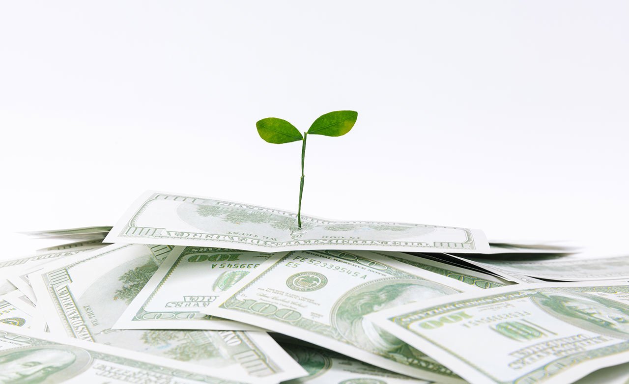 How To Braid A Money Tree (When And Why You Should Do This!)