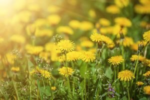 12 Types Of Beautiful Yellow Spring Flowers: A Guide to Brighten Up ...
