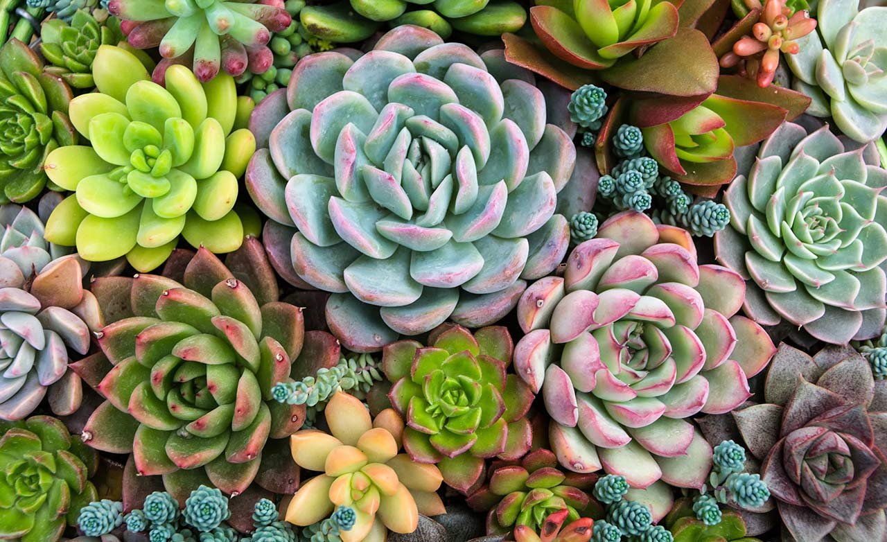 21 Amazing Facts About Succulents