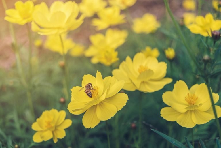 12 Types Of Beautiful Yellow Spring Flowers: A Guide to Brighten Up ...