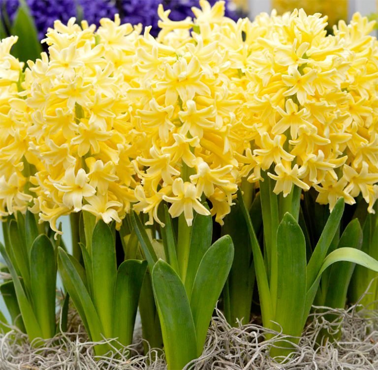 12 Types Of Beautiful Yellow Spring Flowers: A Guide to Brighten Up ...