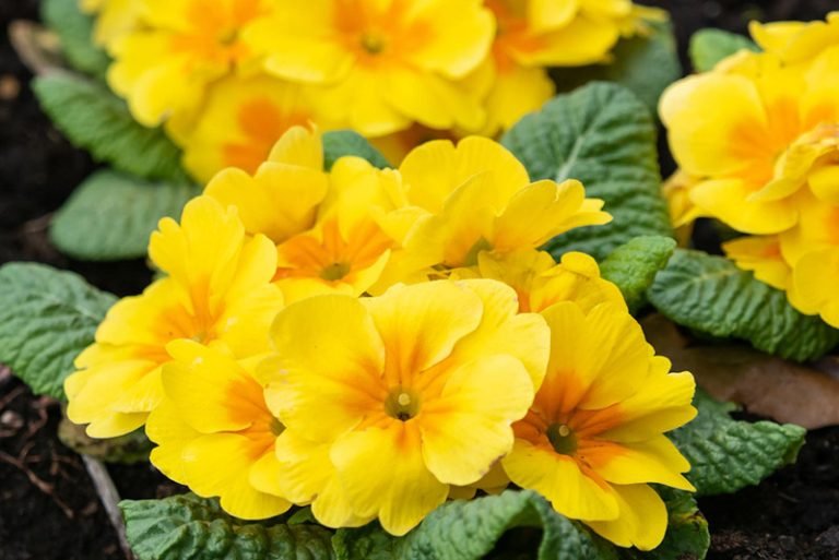 12 Types Of Beautiful Yellow Spring Flowers: A Guide to Brighten Up ...