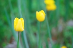 12 Types Of Beautiful Yellow Spring Flowers: A Guide to Brighten Up ...