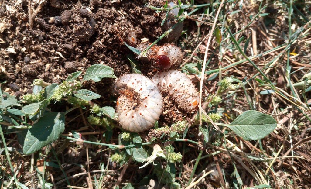 Using Beneficial Nematodes For Grubs What To Know
