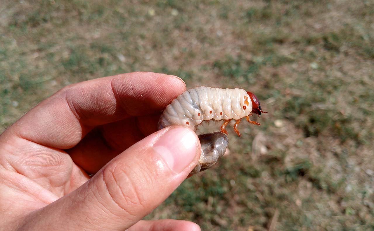 Using Beneficial Nematodes For Grubs: What To Know