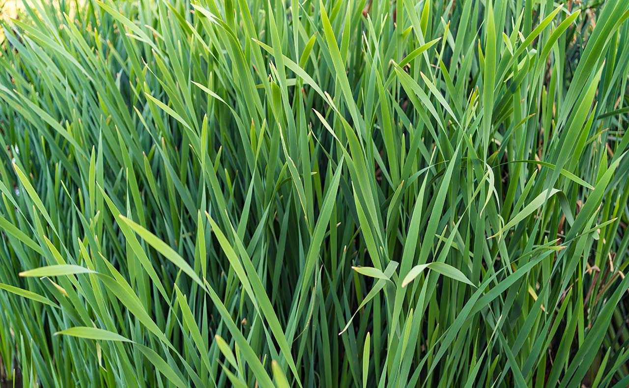Most Common Diseases In St Augustine Grass Prevent And Identify