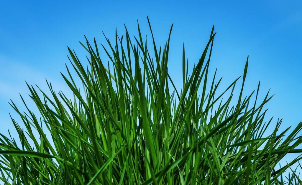 How To Revive St Augustine Grass 9276