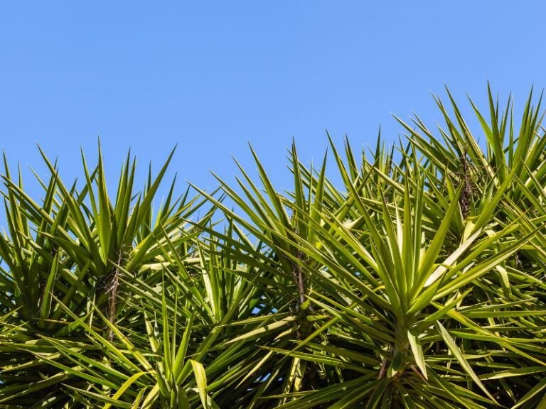 Spineless Yucca: Care, Growth, and Propagation Guide