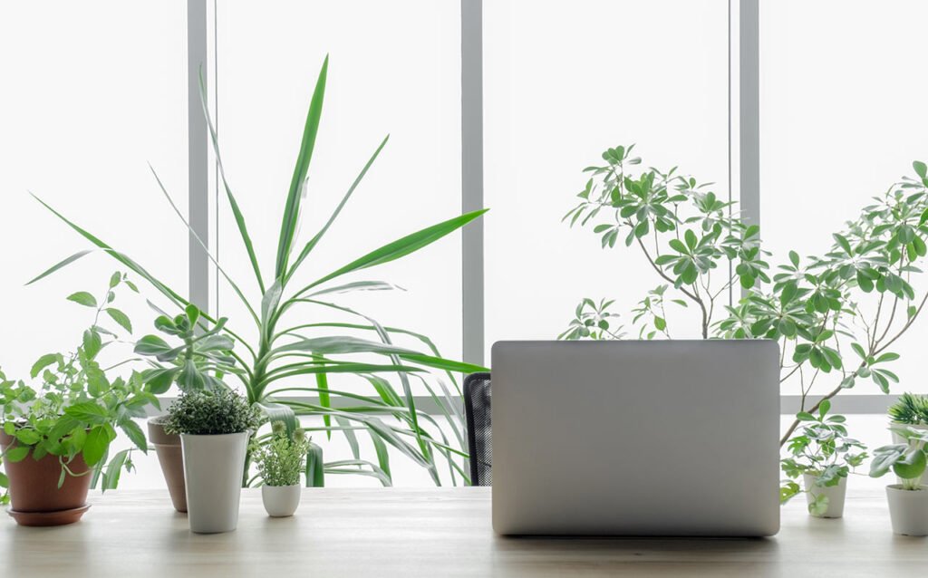 The 26 Best Office Plants To Spruce Up Your Desk