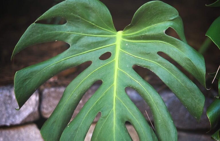 Variegated Monstera: A Complete Guide To This Swiss Cheese-Looking Plant
