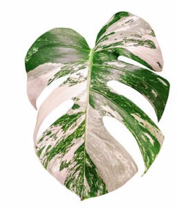 Variegated Monstera: A Complete Guide To This Swiss Cheese-Looking Plant
