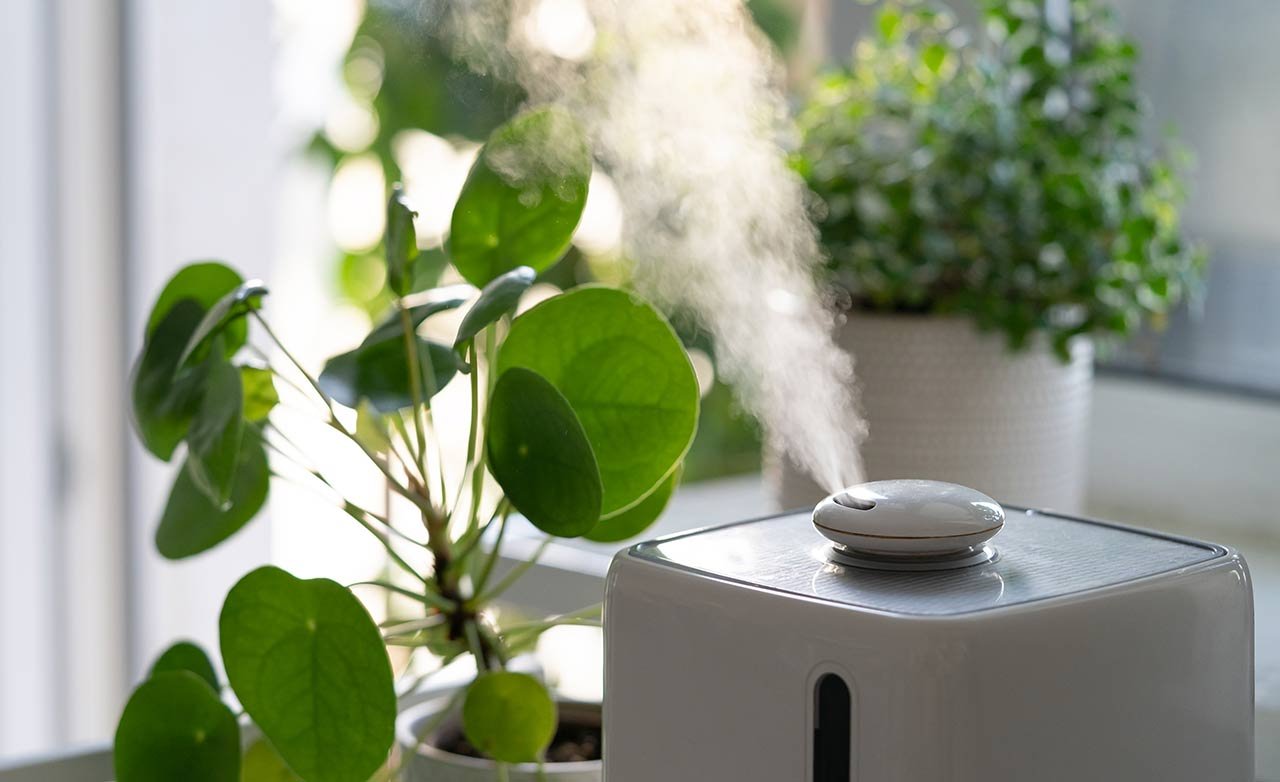 The Best Humidifiers For Houseplants (2024)