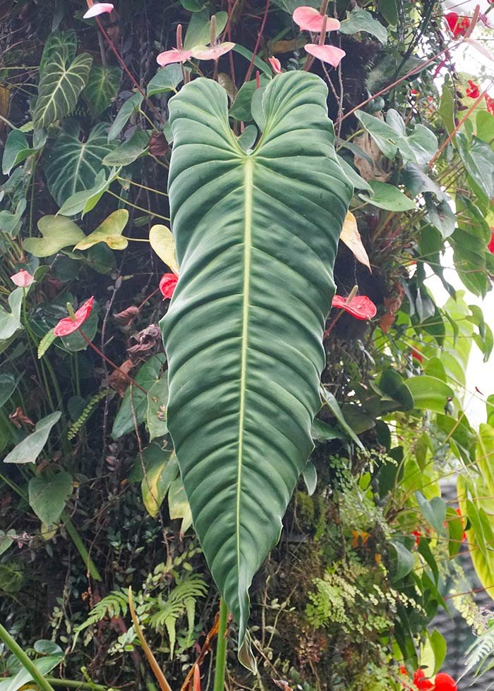 Rare Philodendron Varieties You Can Own And Grow (With Pictures ...