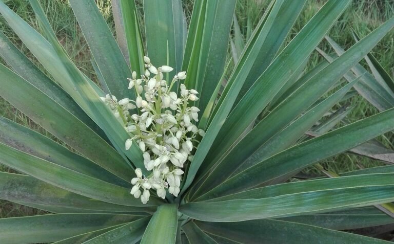 Spineless Yucca: Care, Growth, and Propagation Guide