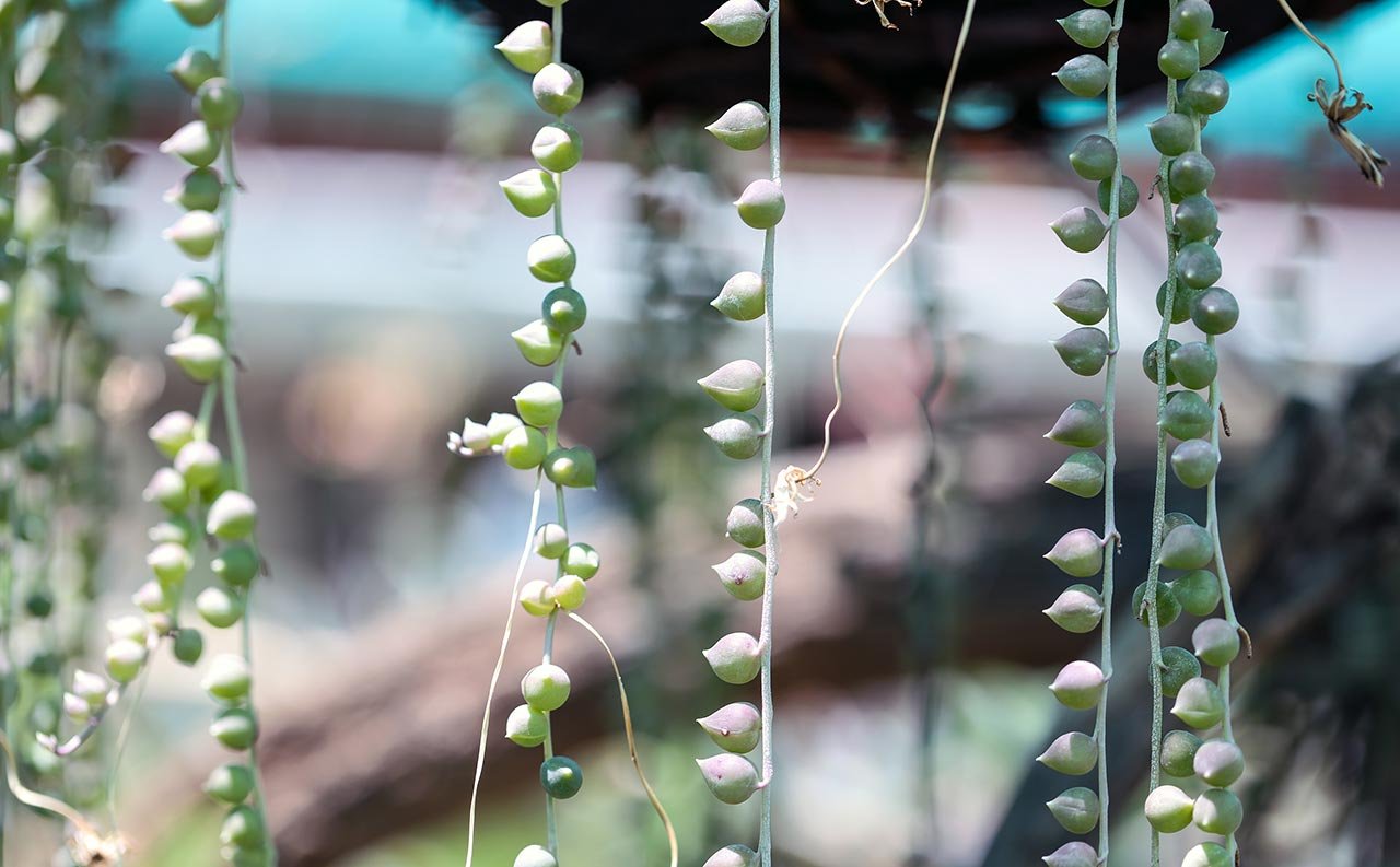 String of Pearls Plant Care and Growing Guide (Expert Tips)
