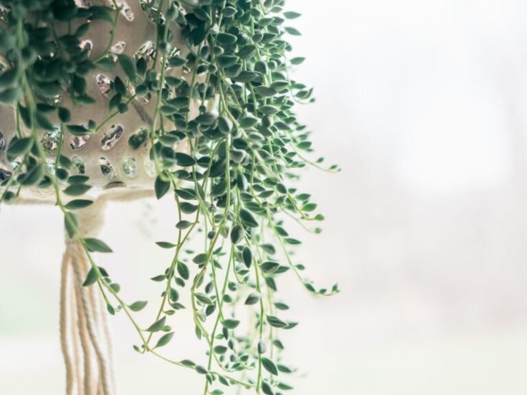 String of Pearls Plant Care and Growing Guide (Expert Tips) - Blooming ...