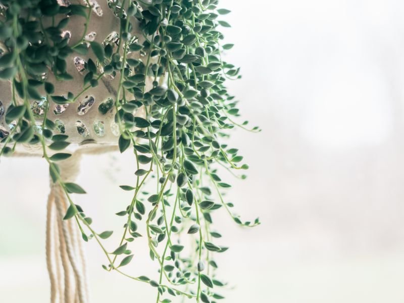 String of Pearls Plant Care and Growing Guide (Expert Tips) - Blooming ...