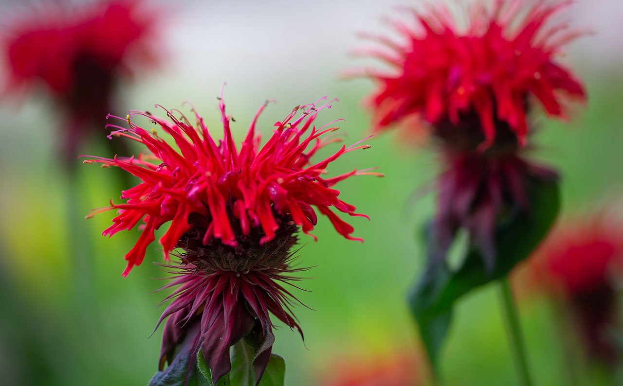 Red Bee Balm: Comprehensive Guide to Cultivation and Benefits
