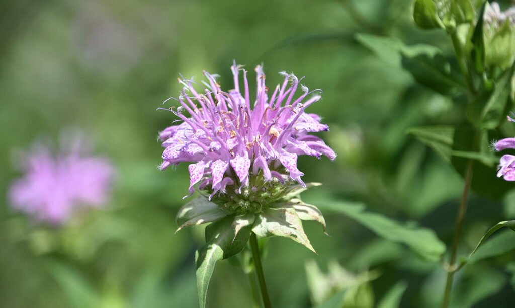 Bee Balm: Comprehensive Guide to Planting, Care, and Benefits