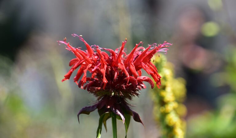 Red Bee Balm: Comprehensive Guide to Cultivation and Benefits