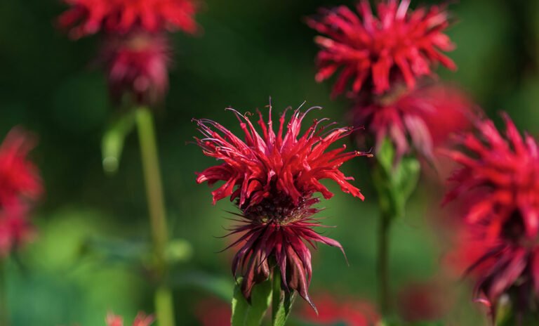 Red Bee Balm: Comprehensive Guide to Cultivation and Benefits