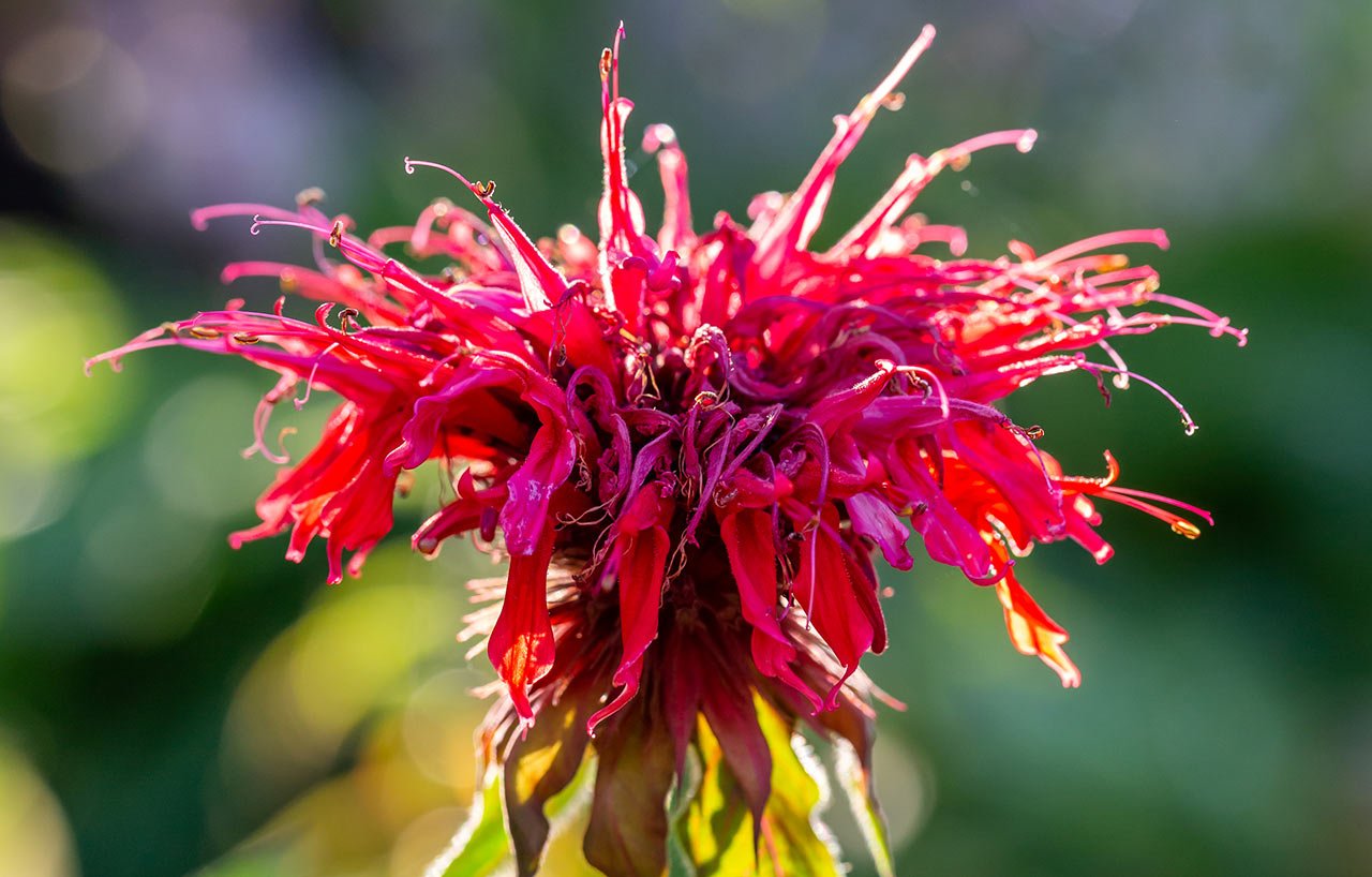 Red Bee Balm: Comprehensive Guide to Cultivation and Benefits