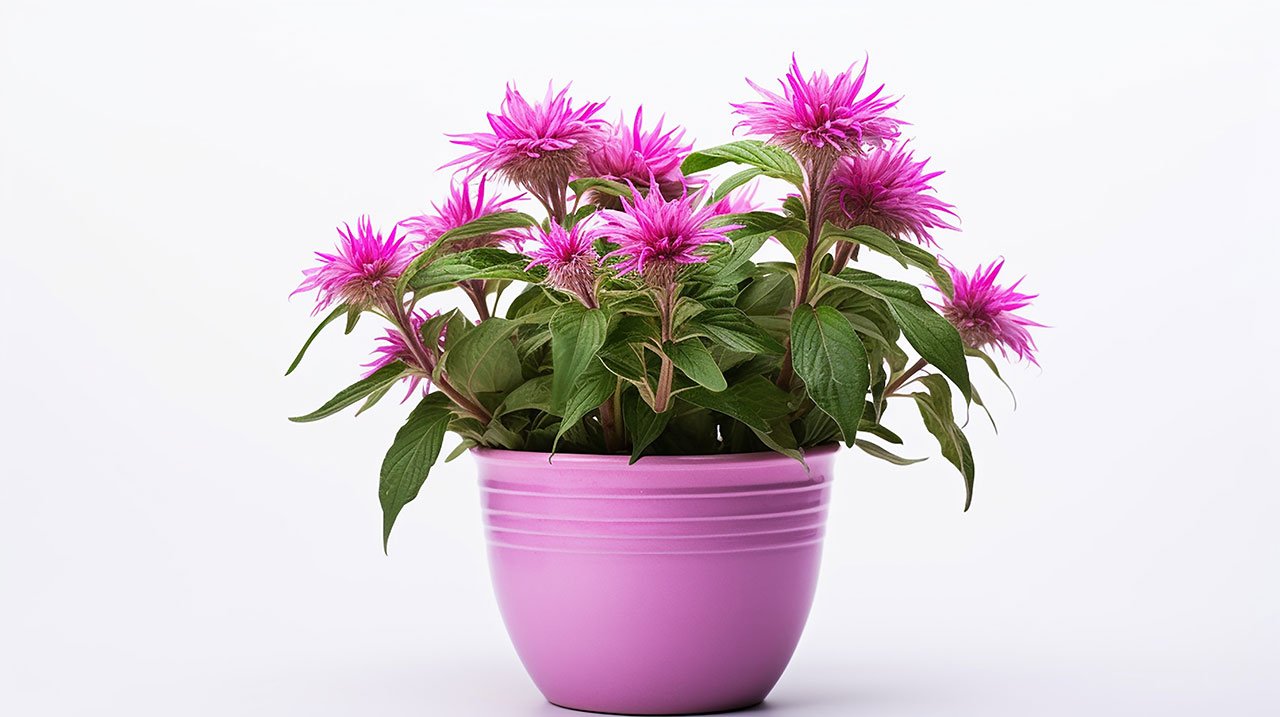 Bee Balm: Comprehensive Guide to Planting, Care, and Benefits