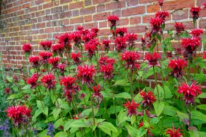 Red Bee Balm: Comprehensive Guide to Cultivation and Benefits ...