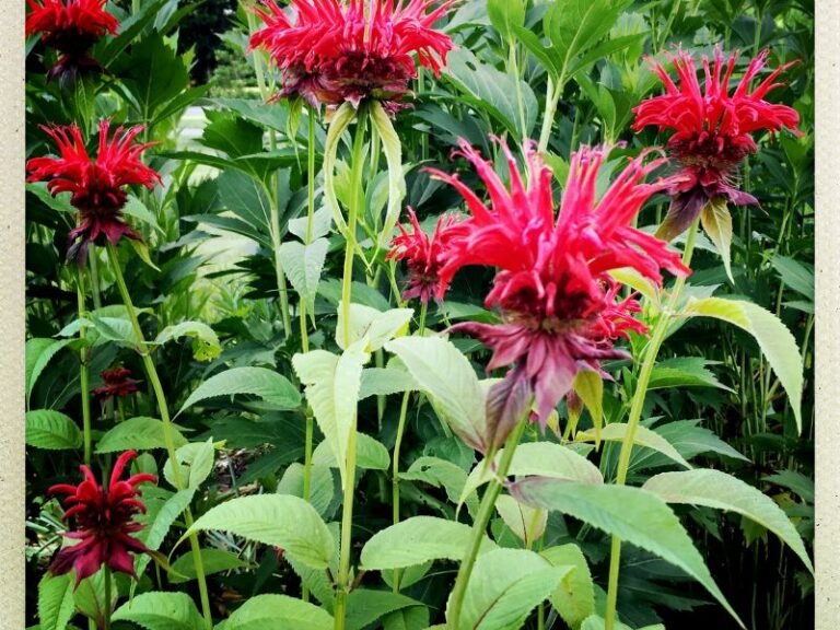 Red Bee Balm: Comprehensive Guide to Cultivation and Benefits