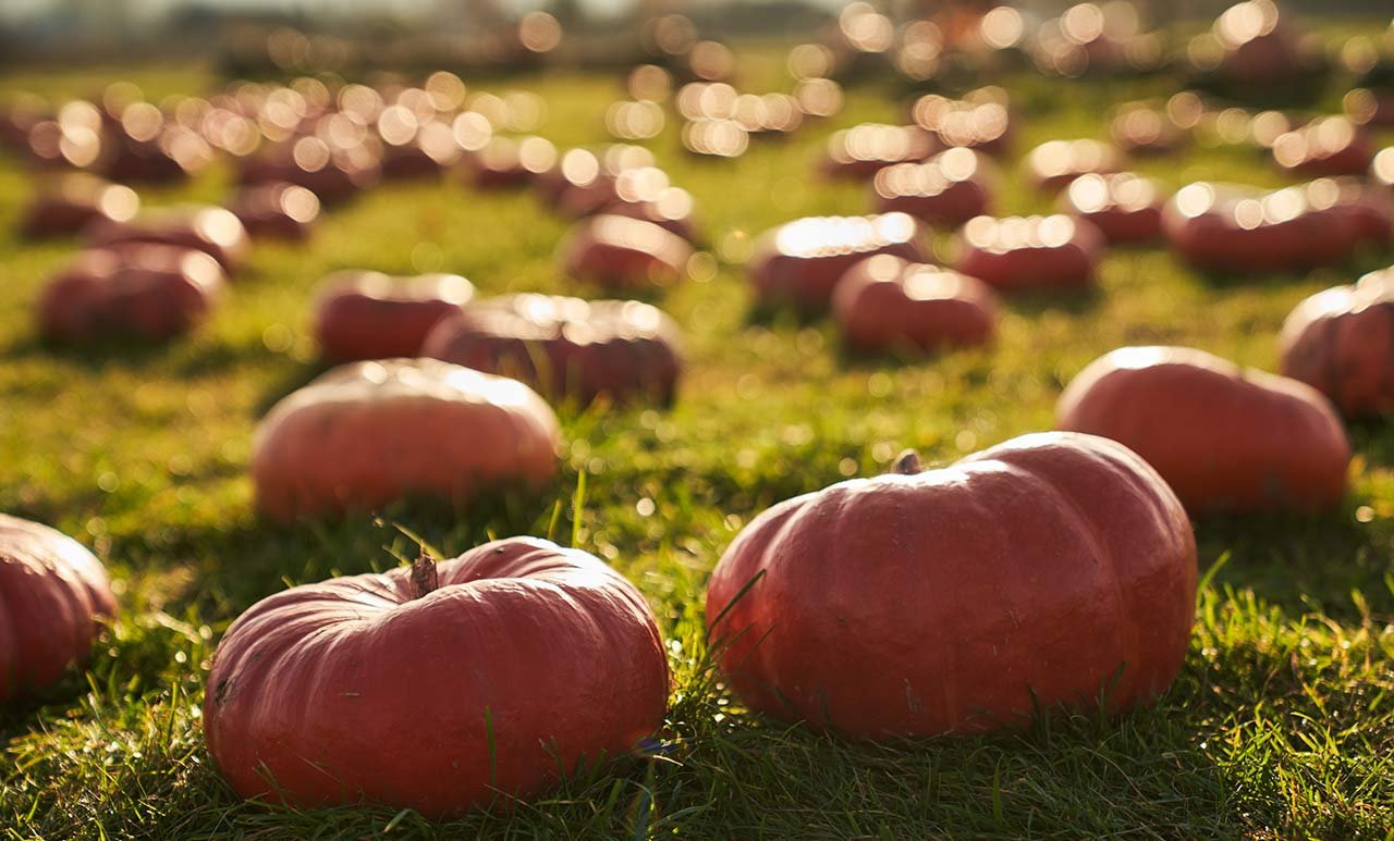 Montgomery Pumpkin Patches, Picking & Farms
