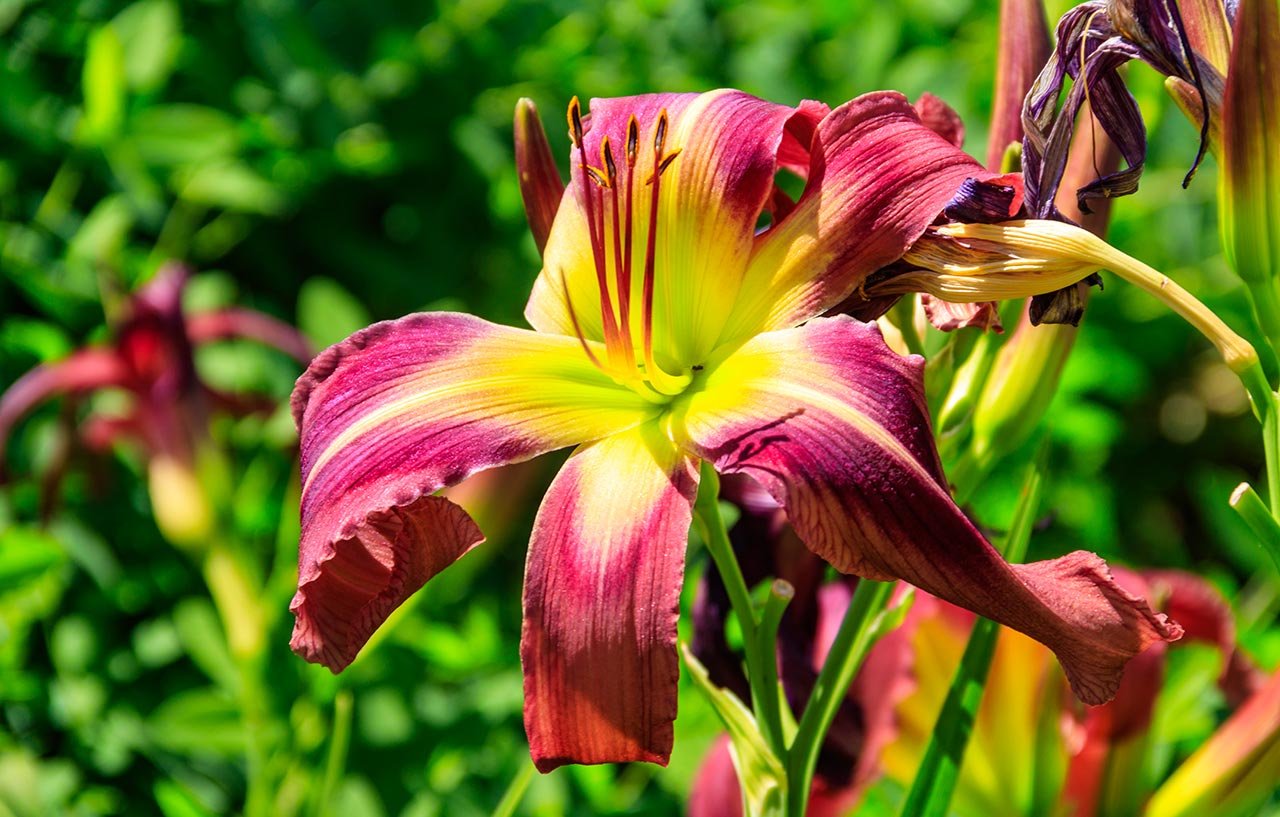Daylily Planting and Care: What You Should Know