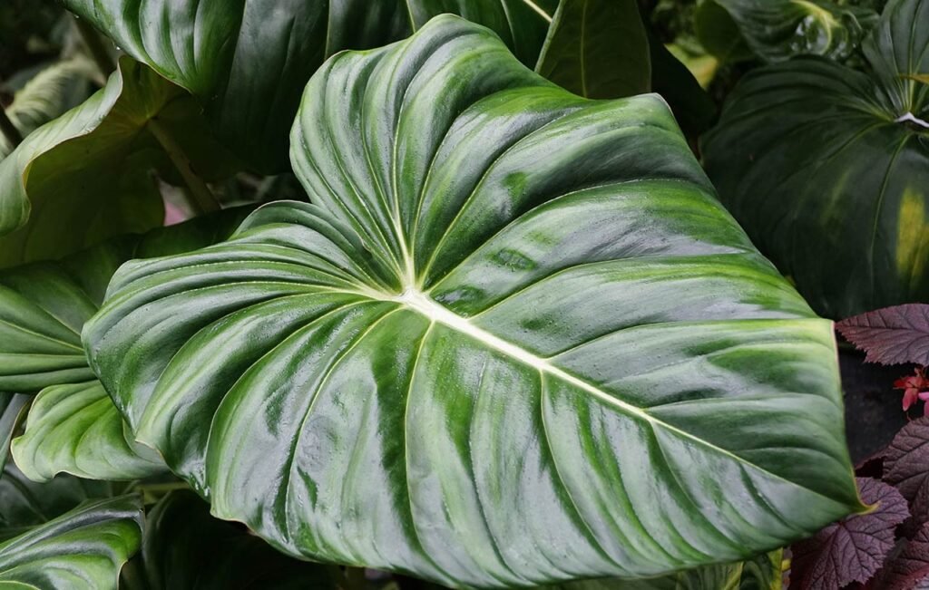 Rare Philodendron Varieties You Can Own And Grow (With Pictures ...