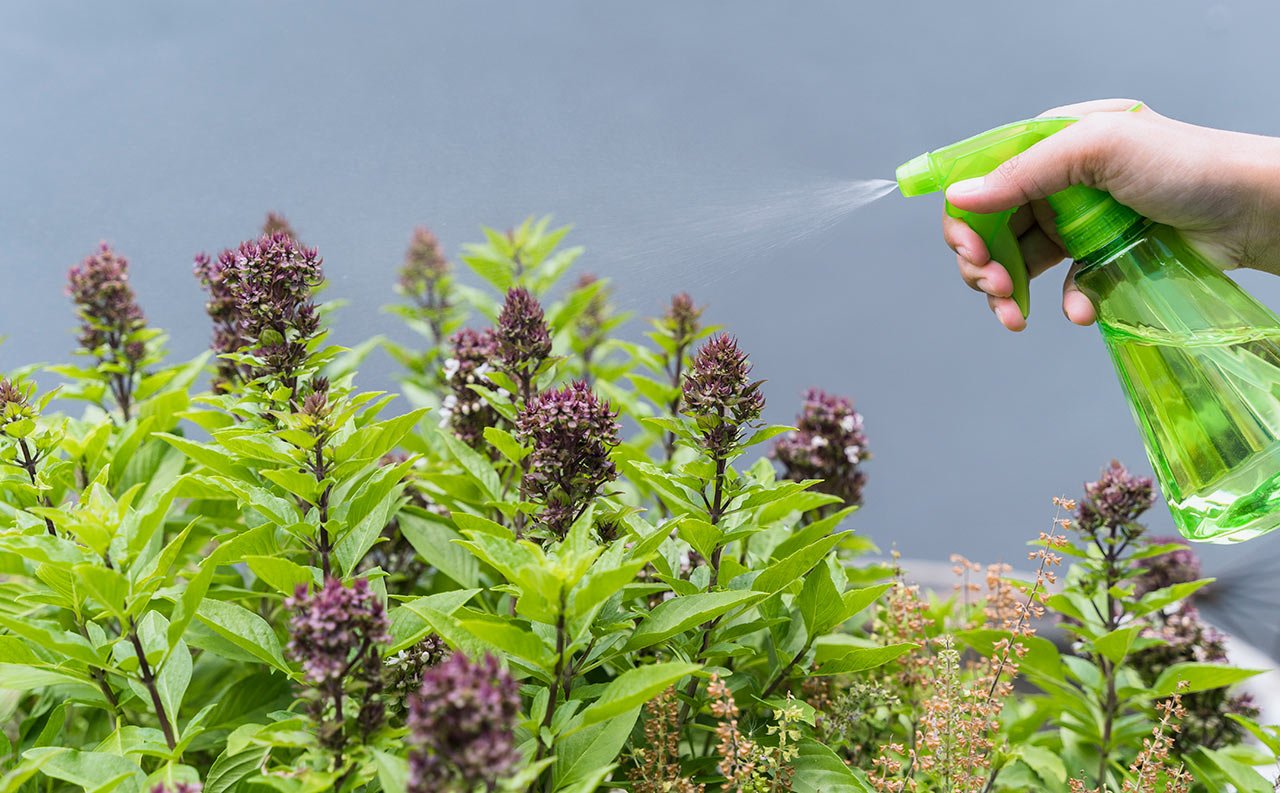 How To Kill Weeds and Keep Trees and Shrubs Safe