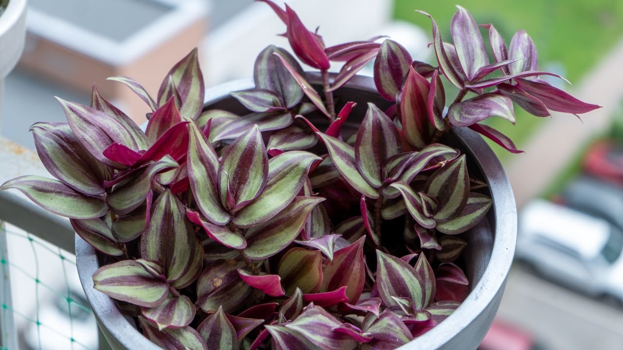 My Tips On Growing Stunning Wandering Dudes Easily