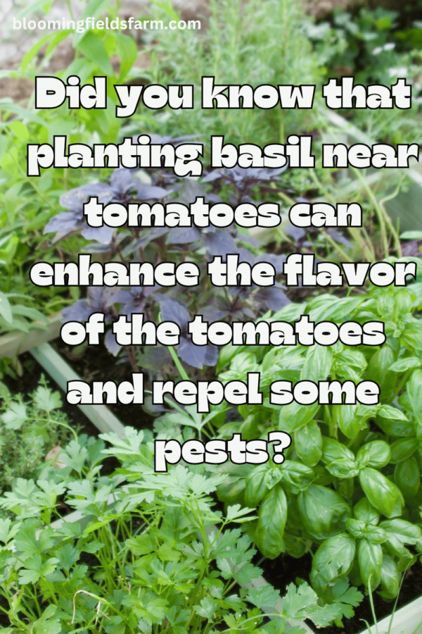 Why Add Basil to Your Garden? 13 Benefits & Eco-Friendly Tips
