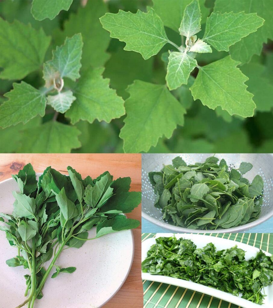 Lamb's Quarters And the Superfood Benefits of Wild Spinach