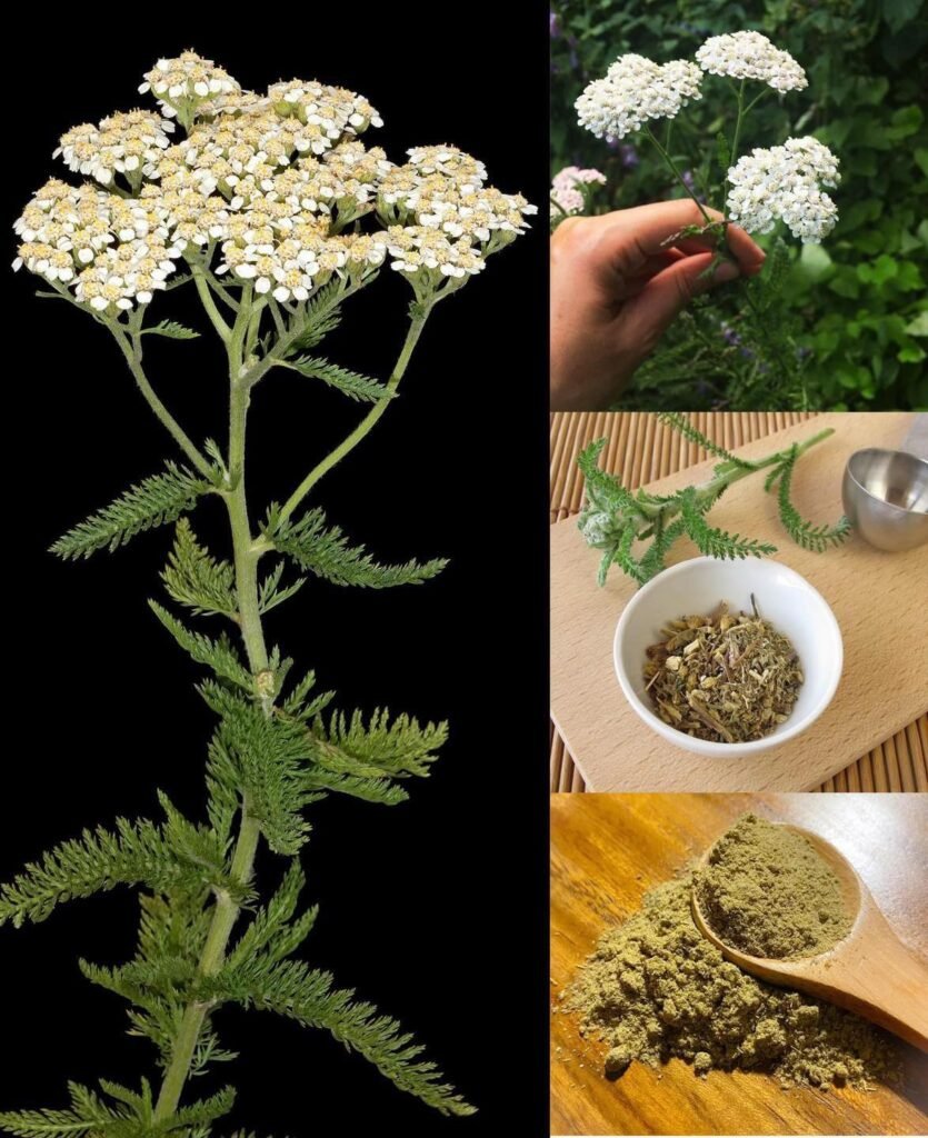 Benefits of Yarrow: Healing, Health, and Harmony