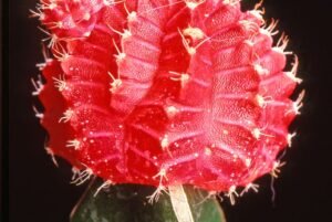 10 Red Cacti Varieties With Stunning Blooms