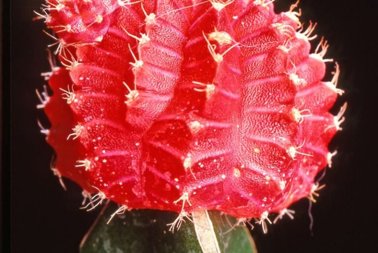 10 Red Cacti Varieties With Stunning Blooms