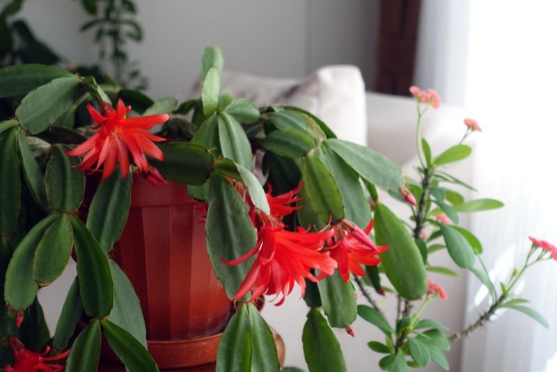 10 Red Cacti Varieties With Stunning Blooms