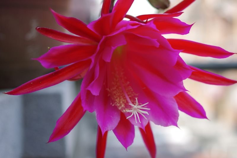 10 Red Cacti Varieties With Stunning Blooms