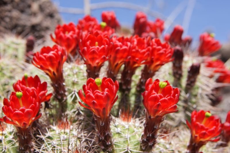 10 Red Cacti Varieties With Stunning Blooms