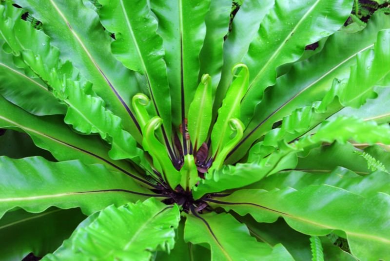 My Tips On Caring For A Crispy Wave Fern (Asplenium Nidus)