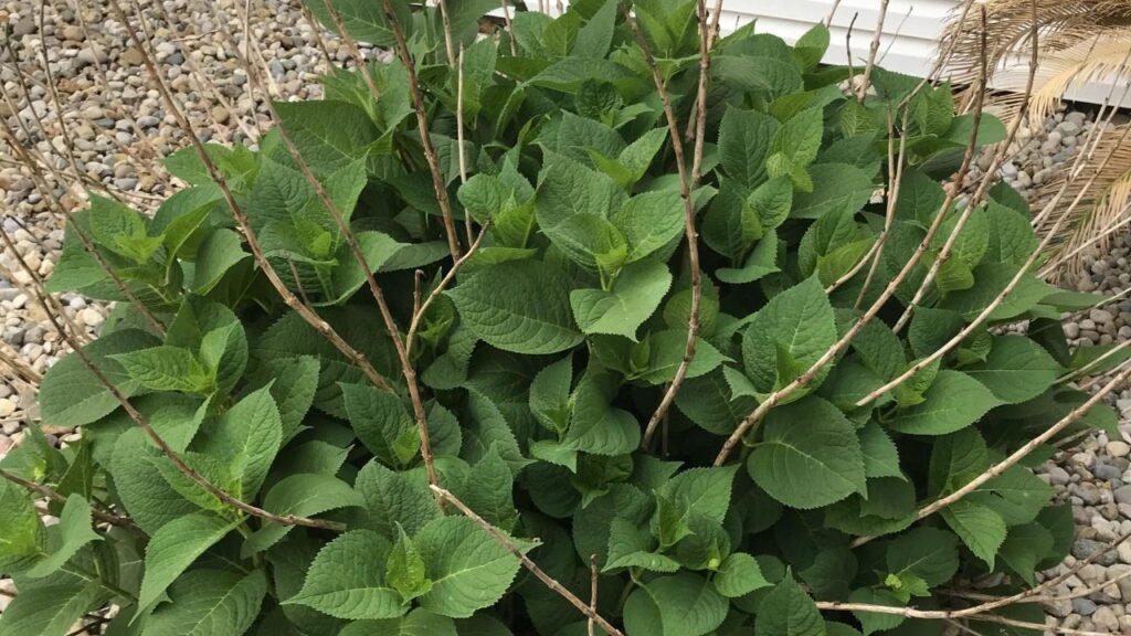 Are You Supposed to Cut Back Hydrangeas? My Pruning Tips