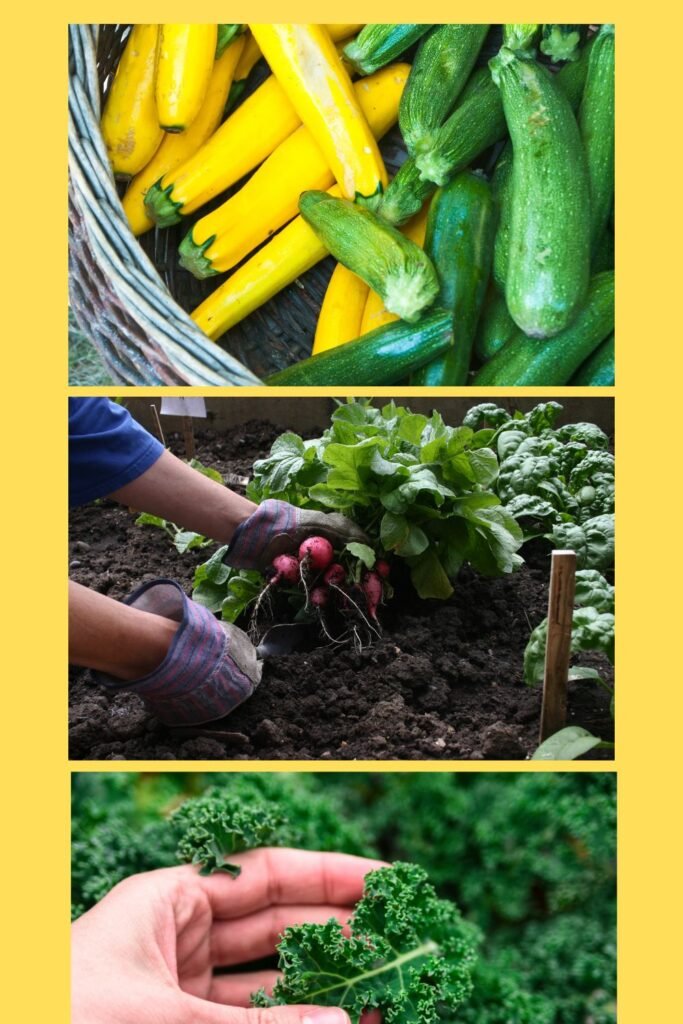 21 Fast Growing Veggies for Quick Harvest in Your Garden