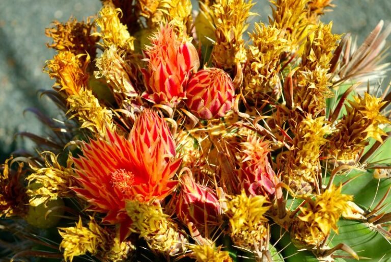 10 Red Cacti Varieties With Stunning Blooms