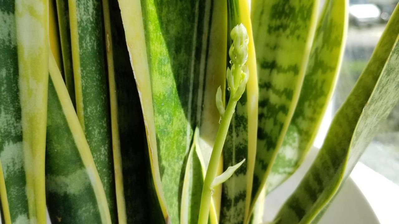 How I Achieve The Richest Green In My Snake Plants