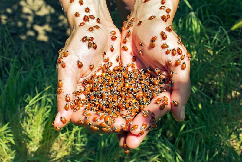 You Need Ladybugs For A Thriving Garden - Here's How To Get More Of Them