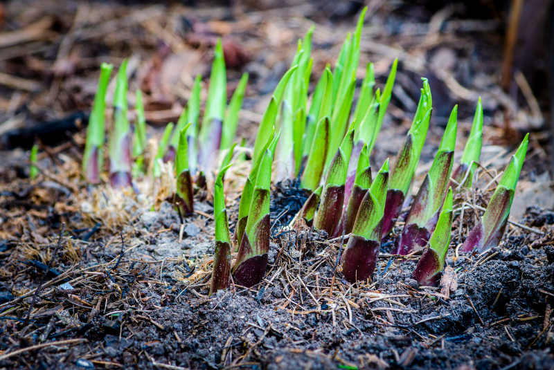 My Fave Easy Ways To Prepare And Enjoy Hosta Shoots In The Spring